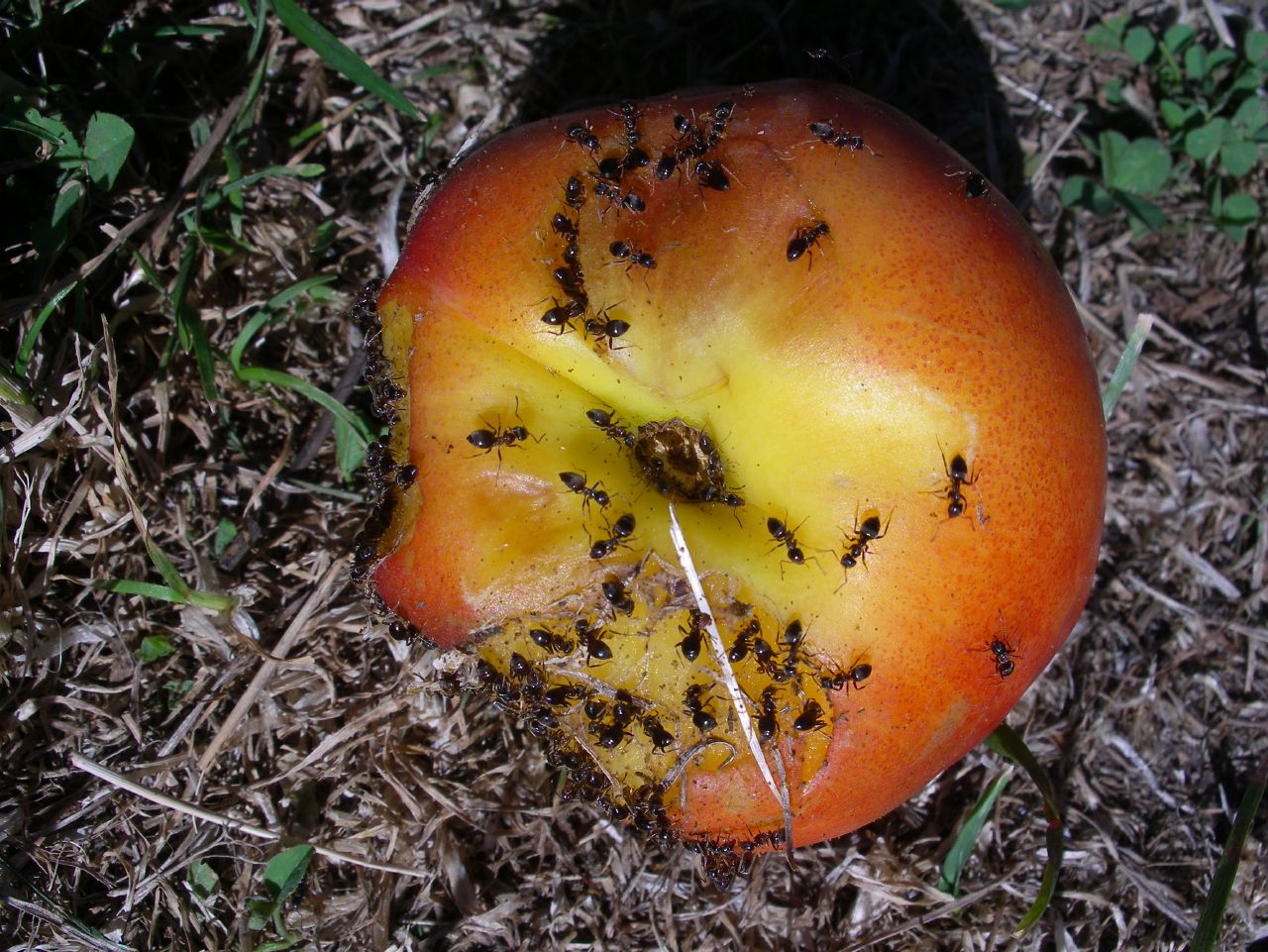 Myrmecophobia – The Front Page